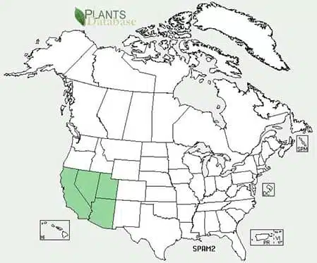 Desert Globemallow - Buffalo Brand Seed