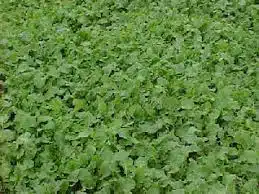 Forage Turnips - Buffalo Brand Seed