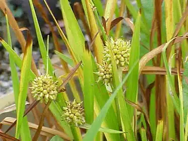 Giant Bur Reed - Buffalo Brand Seed