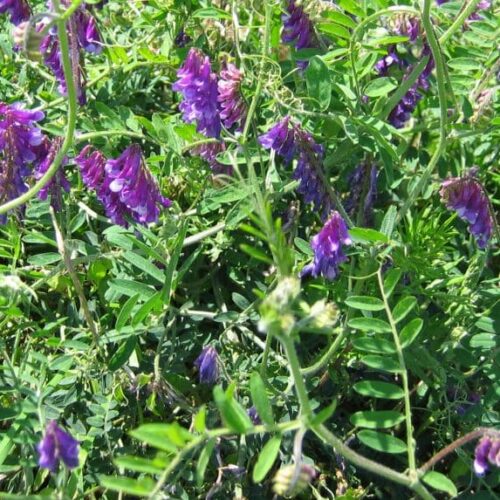Hairy WInter Vetch - Buffalo Brand Seed