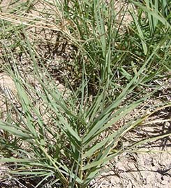 Inland Saltgrass - Buffalo Brand Seed