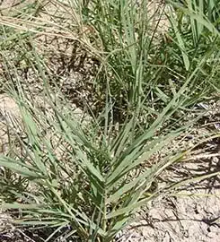 Inland Saltgrass - Buffalo Brand Seed