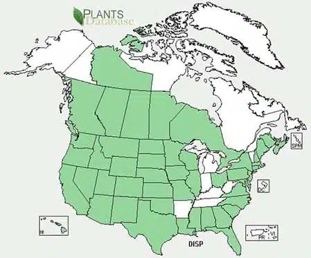 Inland Saltgrass - Buffalo Brand Seed