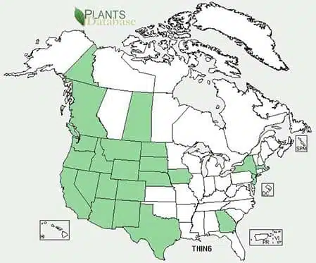 Intermediate Wheatgrass - Buffalo Brand Seed