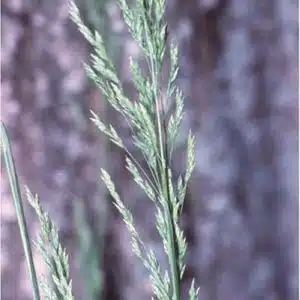 Texas Hybrid - Buffalo Brand Seed