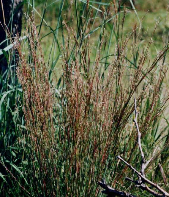 Little Bluestem - Buffalo Brand Seed