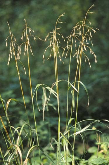 Meadow Brome - Buffalo Brand Seed