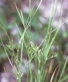 Path Rush - Buffalo Brand Seed