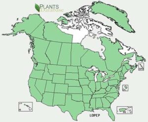 Perennial Ryegrass - Buffalo Brand Seed