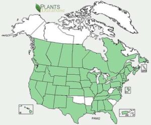 Proso Millet - Buffalo Brand Seed