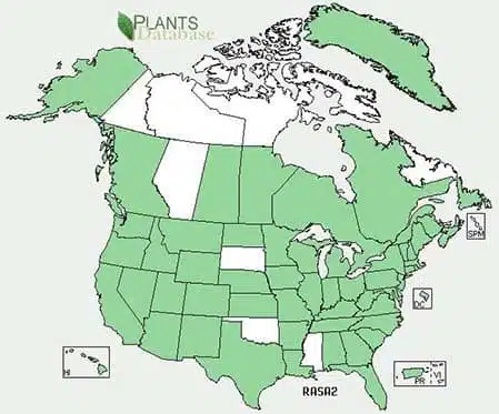 Daikon Radish - Buffalo Brand Seed