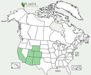 Penstemon, Rocky Mountain - Buffalo Brand Seed