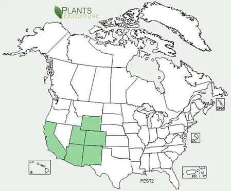 Penstemon, Rocky Mountain - Buffalo Brand Seed