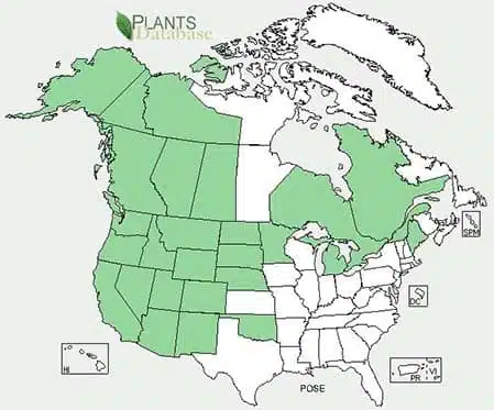 Sandberg Bluegrass - Buffalo Brand Seed