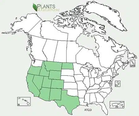 Shadscale Saltbush - Buffalo Brand Seed