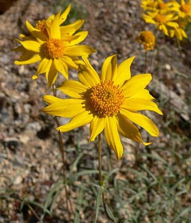 Showy Golden Eye - Buffalo Brand Seed