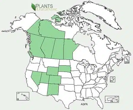 Siberian Wheatgrass - Buffalo Brand Seed