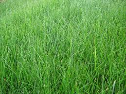 Slender Creeping Red - Buffalo Brand Seed