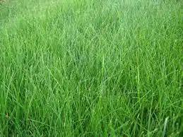Slender Creeping Red - Buffalo Brand Seed