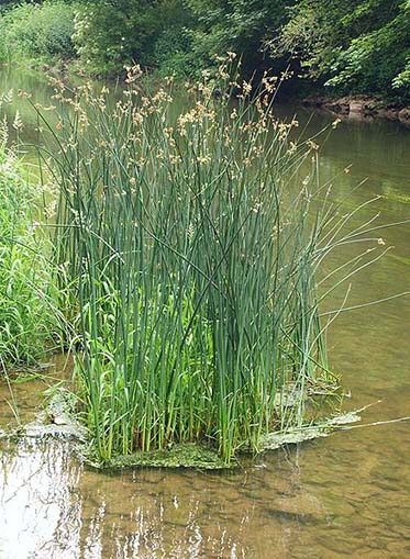 Three Square Bulrush - Buffalo Brand Seed