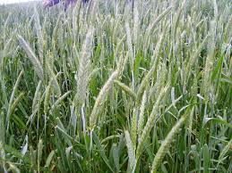 Triticale - Buffalo Brand Seed