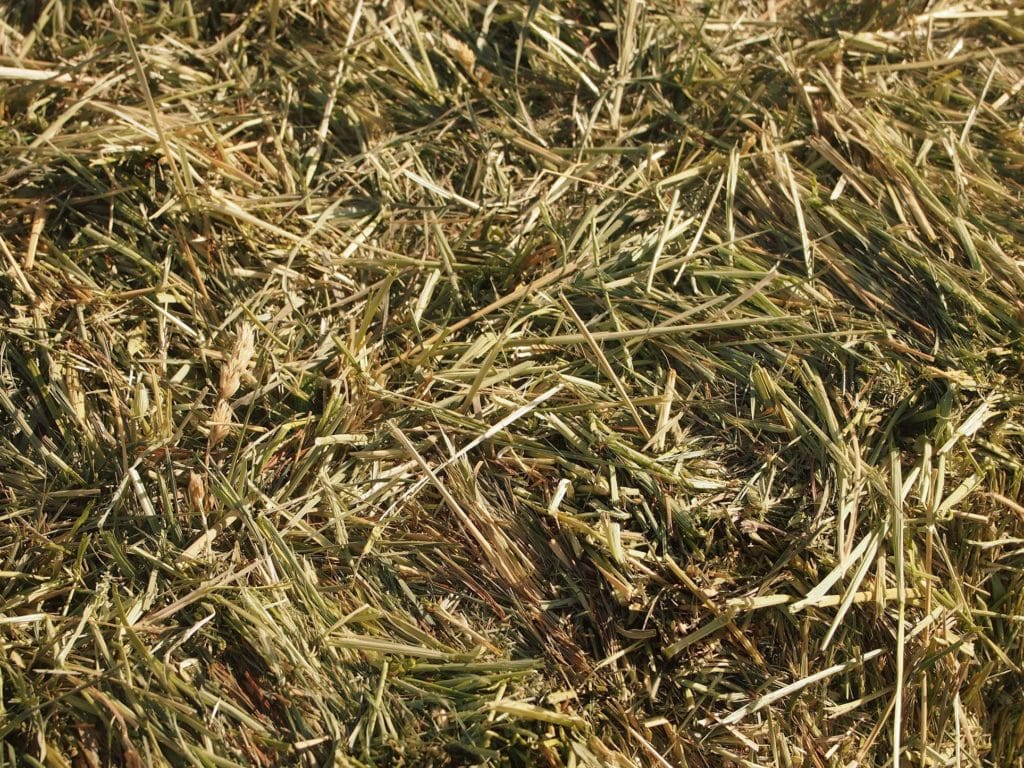 Buffalo Brand Dryland Pasture Mix - Buffalo Brand Seed