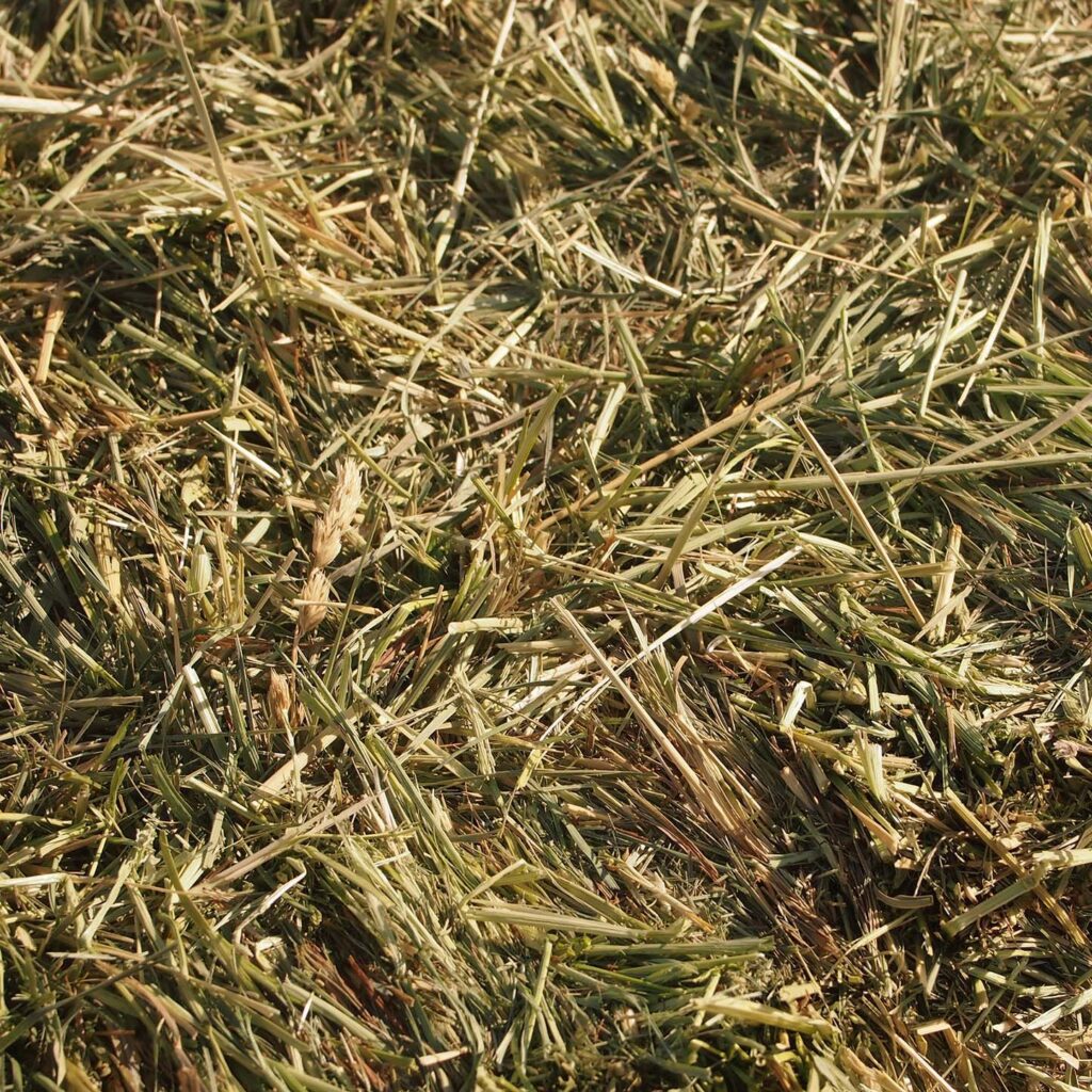 Buffalo Brand Dryland Pasture Mix - Buffalo Brand Seed