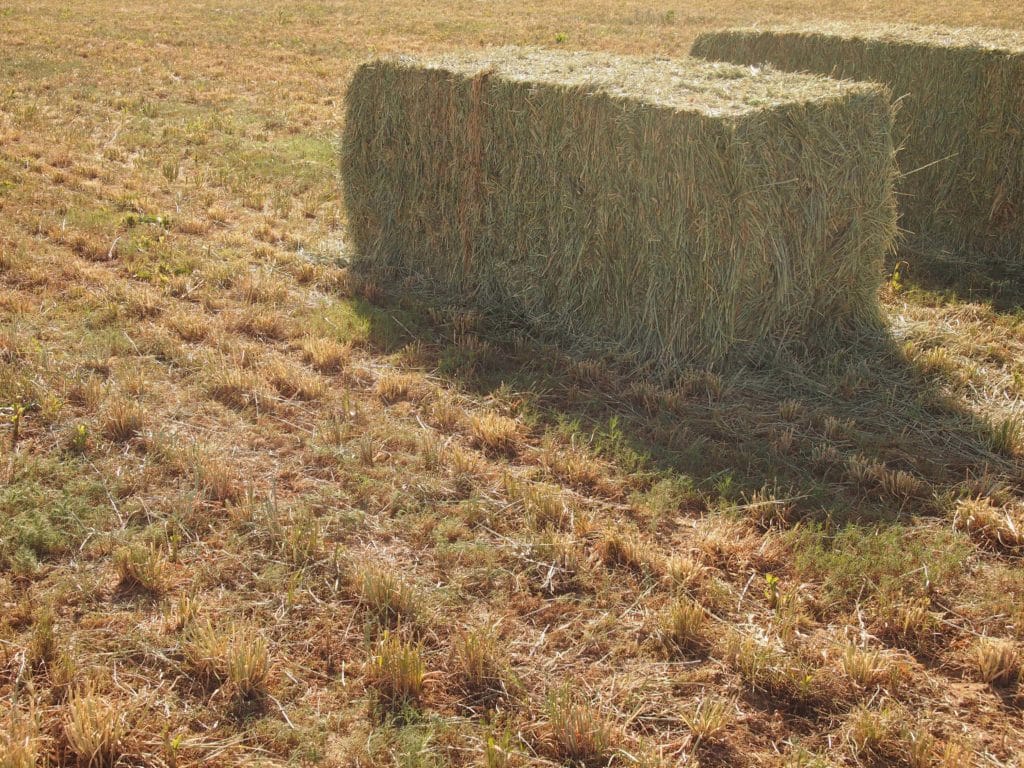 Buffalo Brand Dryland Pasture Mix - Buffalo Brand Seed