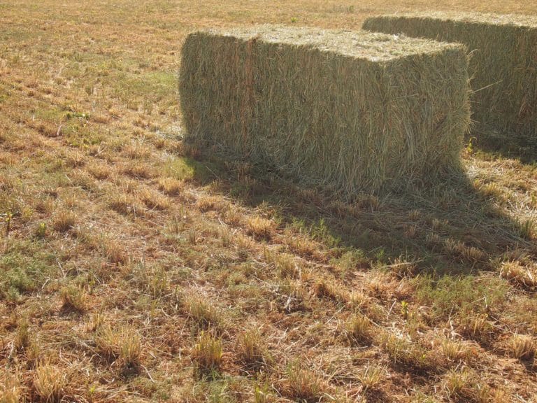 Buffalo Brand Dryland Pasture Mix - Buffalo Brand Seed