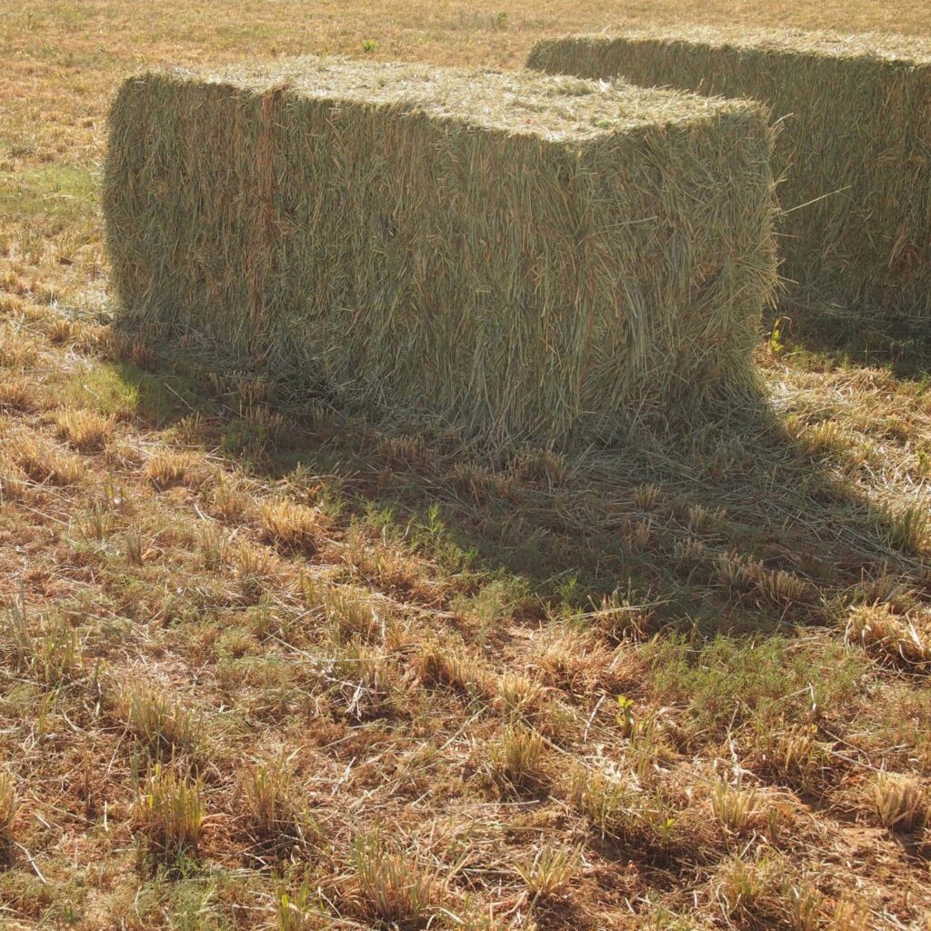 Buffalo Brand Dryland Pasture Mix - Buffalo Brand Seed