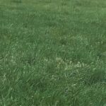 Buffalo Brand Dryland Pasture Mix - Buffalo Brand Seed