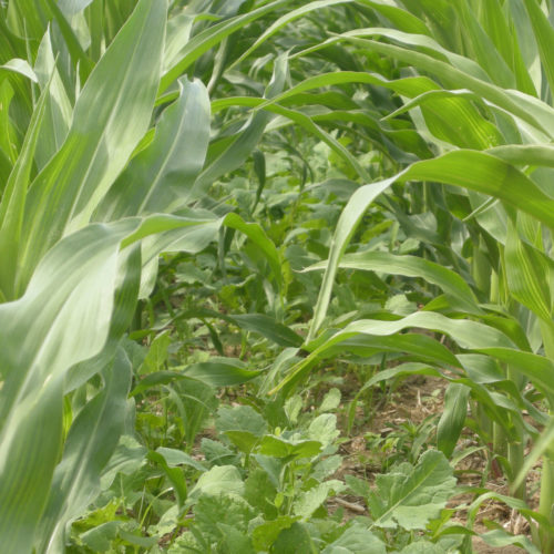 Products Buffalo Brand Seed