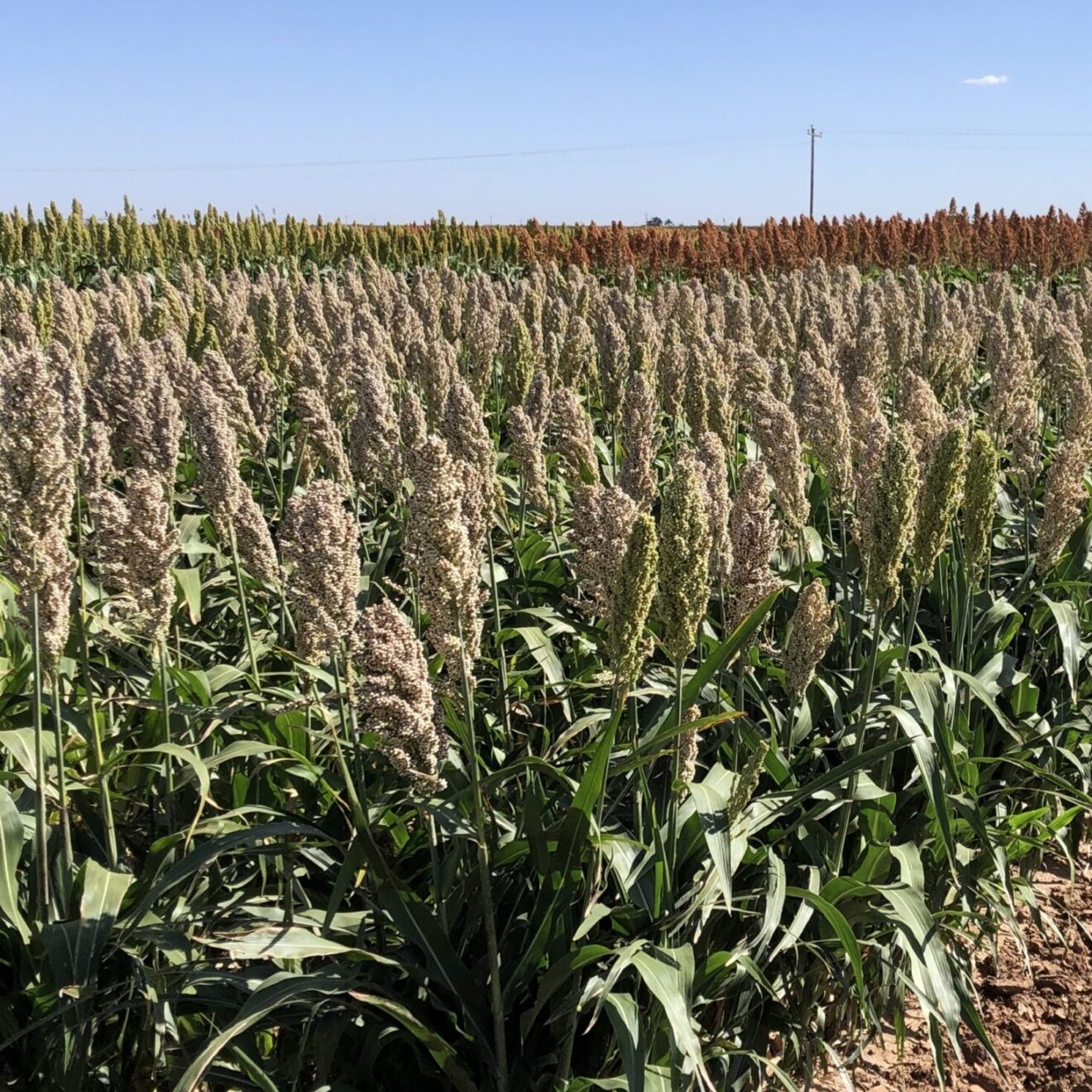 Grain Sorghum - Buffalo Brand Seed