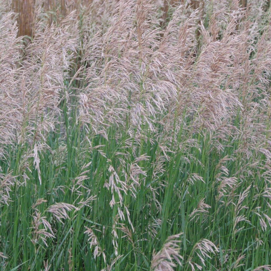 Smooth Brome - Buffalo Brand Seed