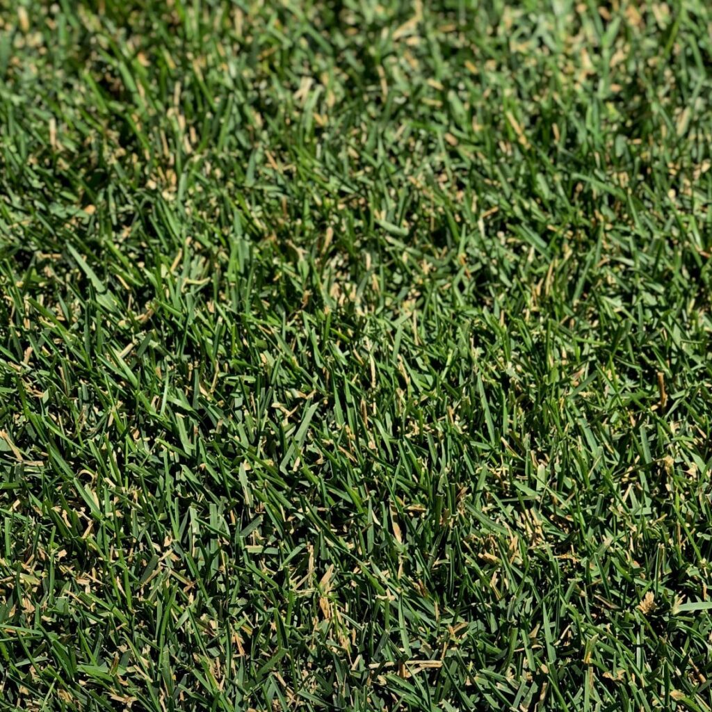 Common Kentucky Bluegrass - Buffalo Brand Seed